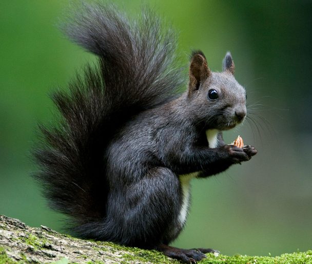 Veverița neagră de la Băiuț – Romania verde
