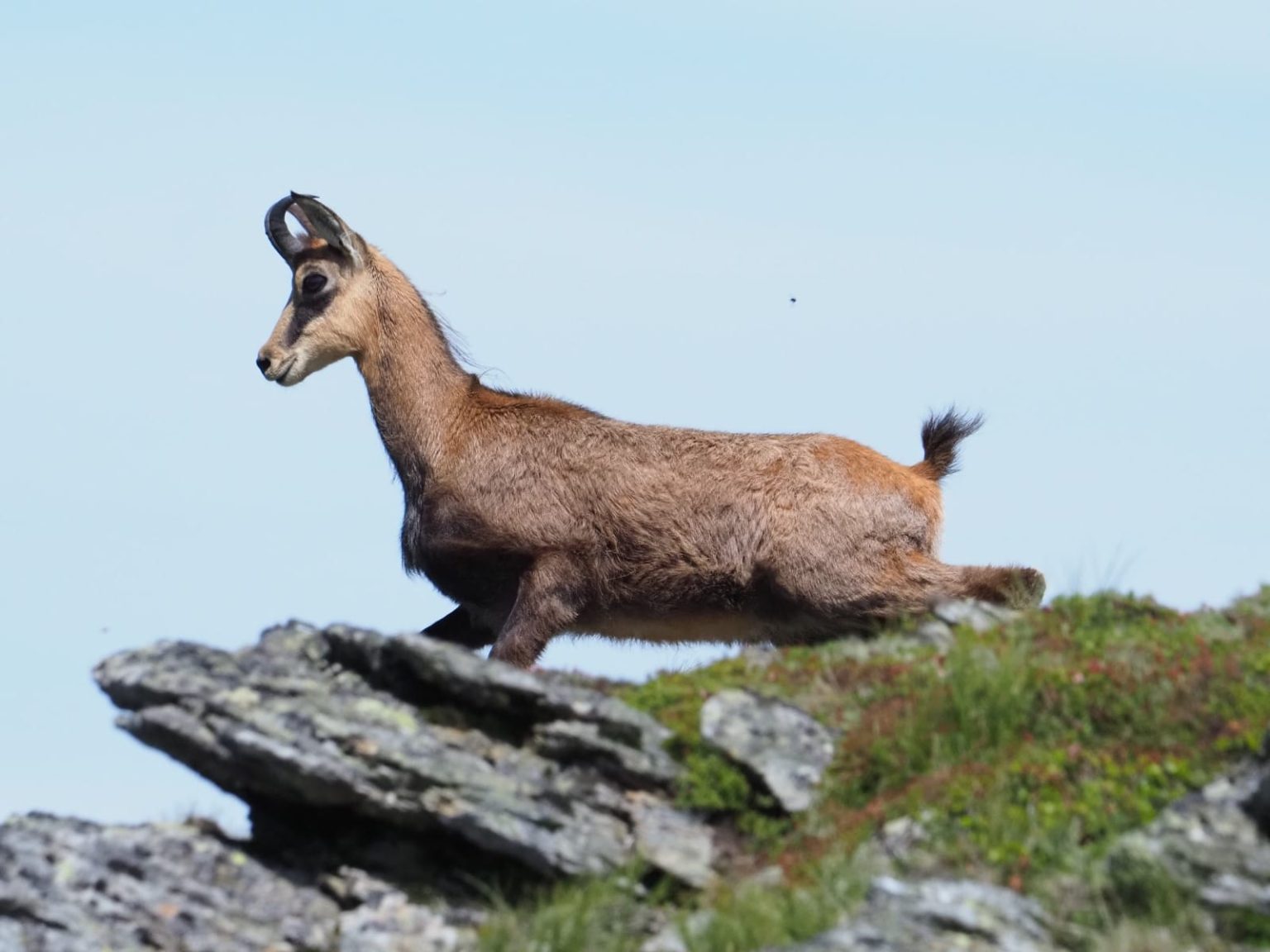 Capra neagră, unul dintre cele mai fascinante animale. Iată de ce ...